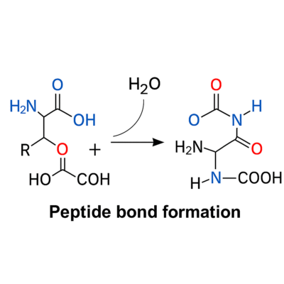 Peptide Bond Formation Mechanisms: A Chemical Overview - Verified Peptides