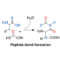 Peptide Bond Formation Mechanisms: A Chemical Overview - Verified Peptides