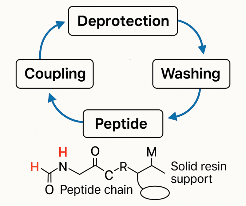 Peptide Bond Formation Mechanisms: A Chemical Overview - Verified Peptides