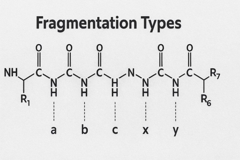 Peptide Fragmentation Patterns in Mass Spectrometry - Verified Peptides