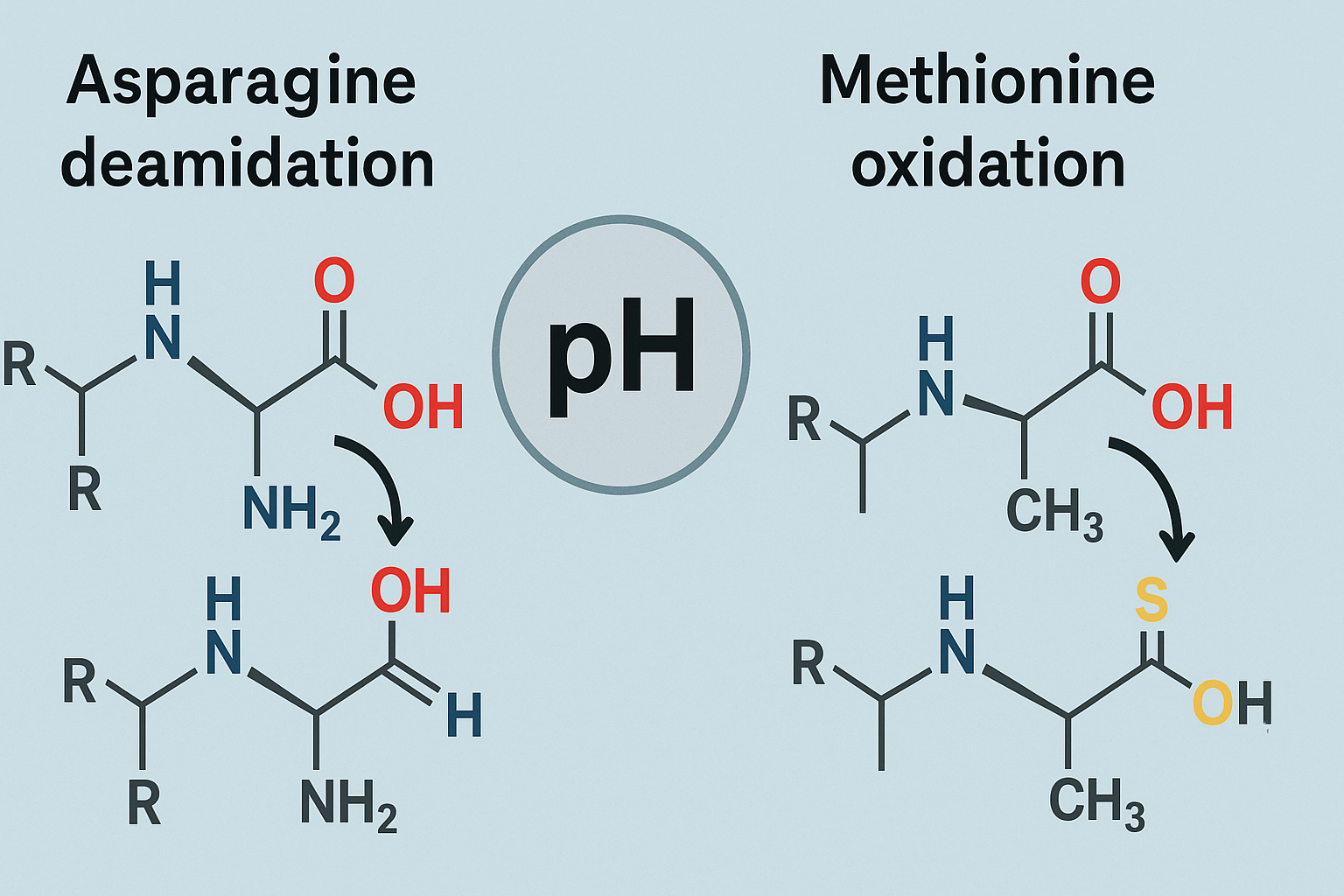 Understanding Peptide Stability Under Various pH Conditions - Verified ...