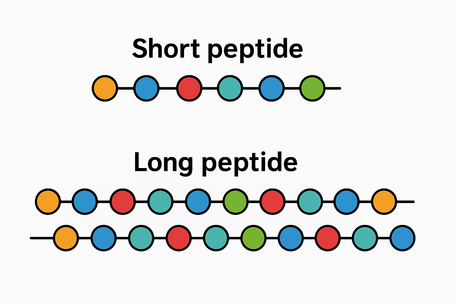 How Peptide Length Affects Research Outcomes - Verified Peptides